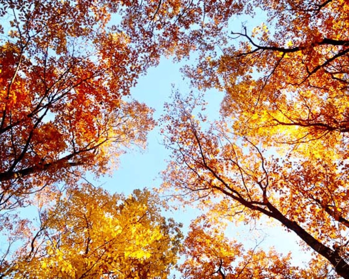 Autumn Photography Fall Tree Canopy Photo Fall Foliage Art | Etsy
