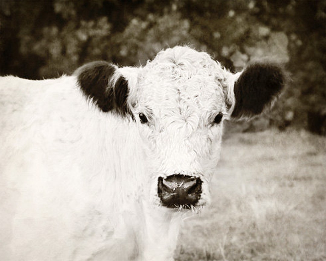 Cow Photo, Cow Print, Farmhouse Decor, Cow Photograph, Farm Animal ...