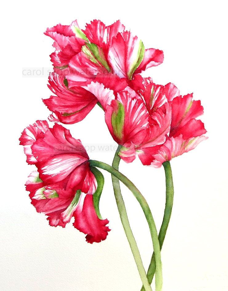 Tulip Watercolor-red White Tulips-parrot Tulip Painting-parrot Tulip ...