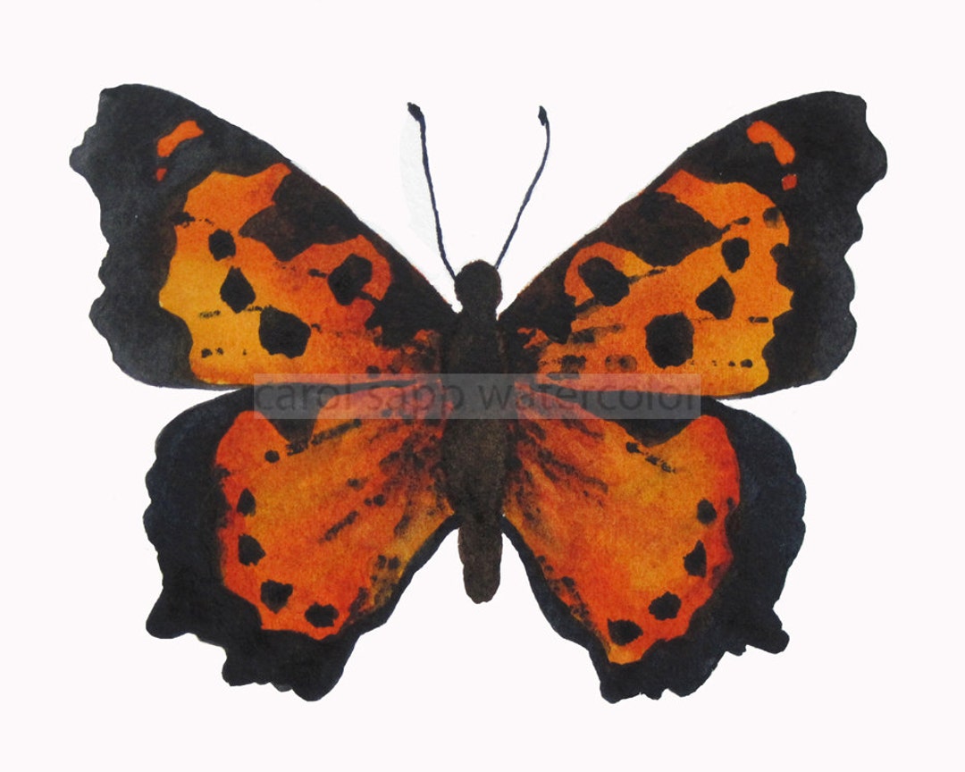 Orange Butterfly Watercolor Butterfly Archival Print of Original 5" X 7 ...