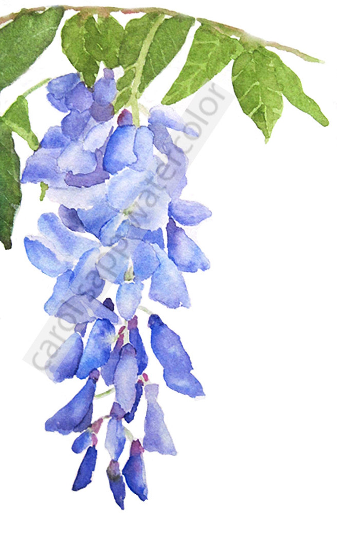 Buy Wisteria Watercolor-wisteria Painting-wisteria Art-fine Art Online ...
