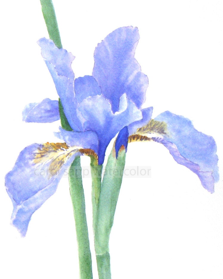 Iris Watercolor-iris Painting-botanical Watercolor-purple Iris Painting ...