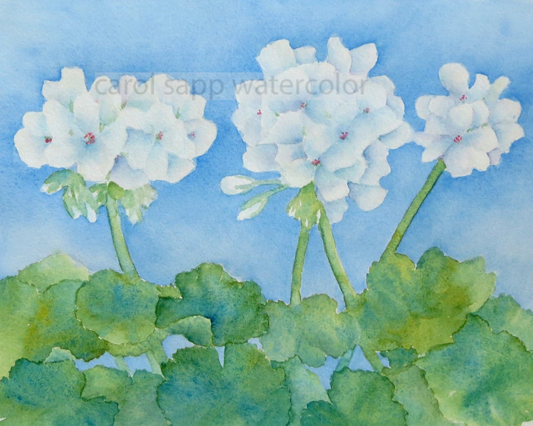 White Geraniums Watercolor-geraniums Painting-flower Painting-flower ...