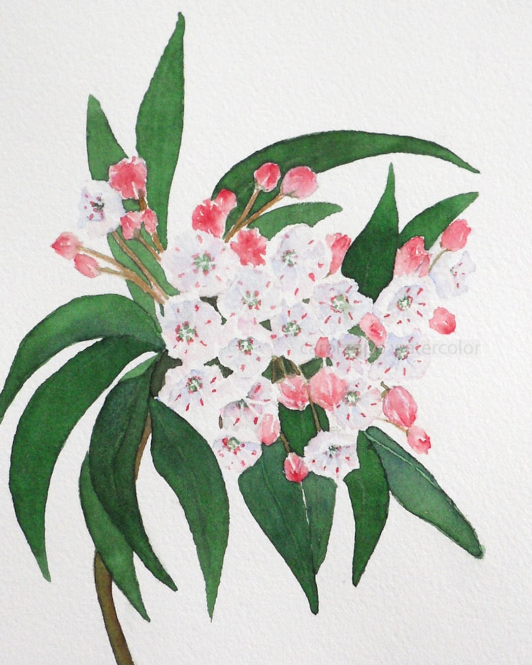 Mountain Laurel Watercolor-mountain Laurel Painting-pennsylvania State ...