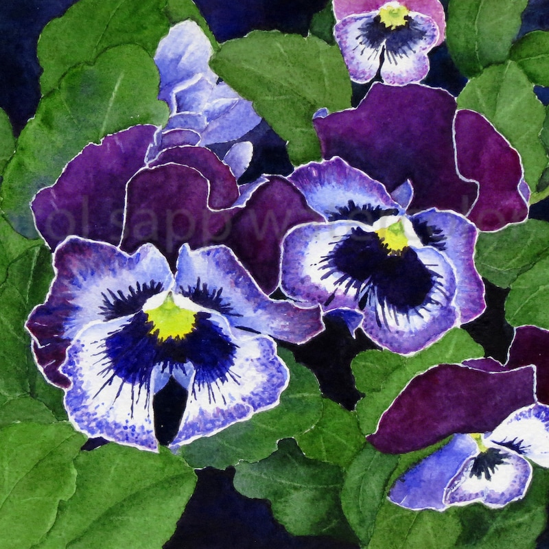 Pansy Watercolor Paintings - Etsy