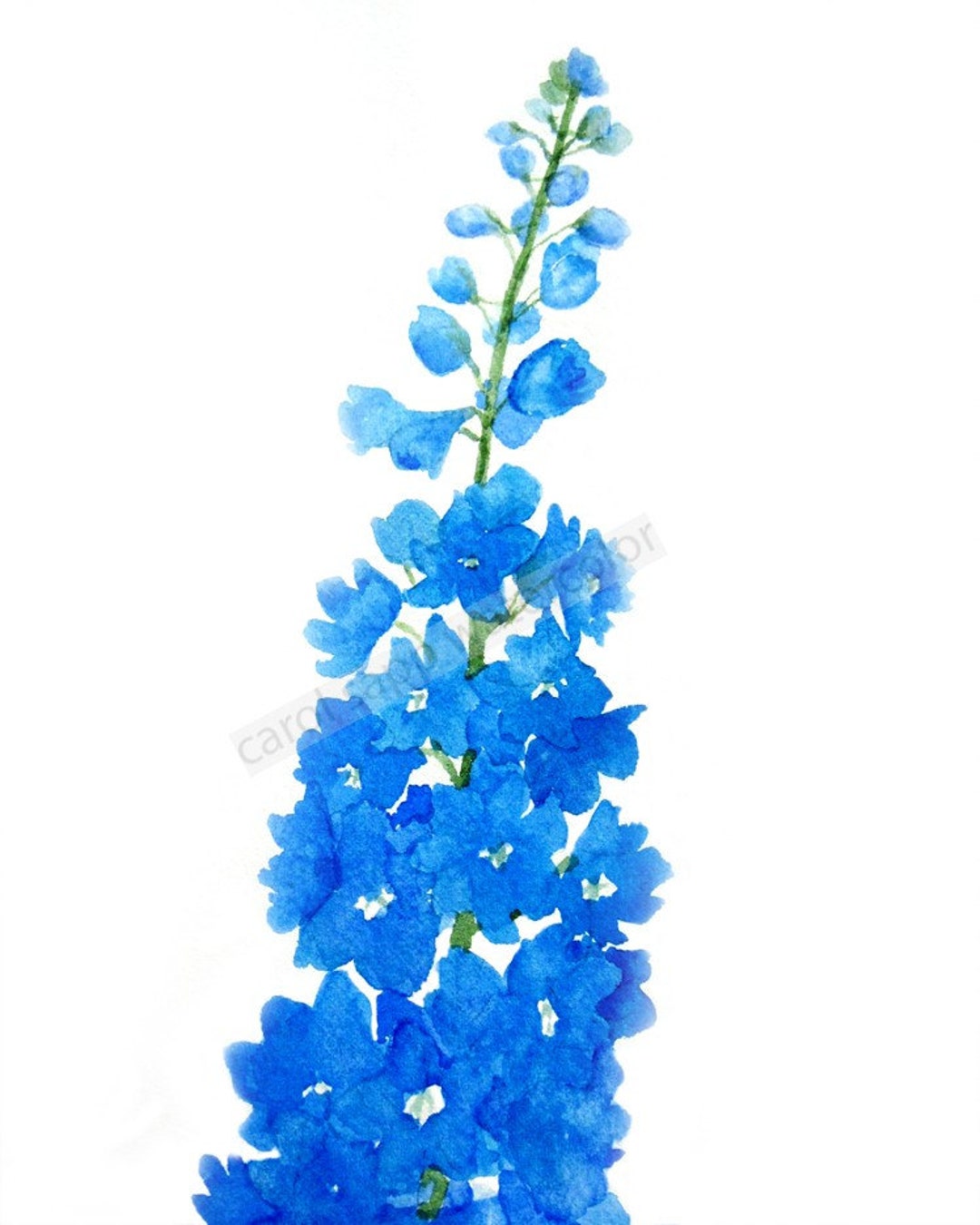 Blue Delphinium Watercolor-delphinium Art-delphinium Painting-flower ...