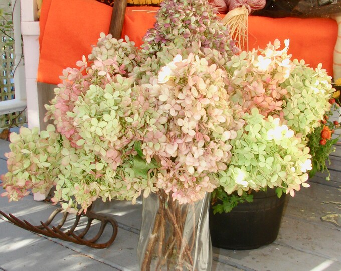 New England Dried Limelight Hydrangea, 20 Small W/stems - Etsy