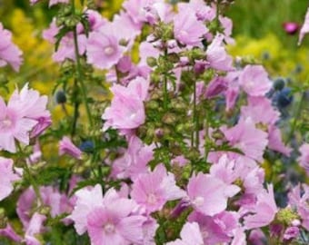Pink Mallow Swamp Mallow Seeds - Etsy