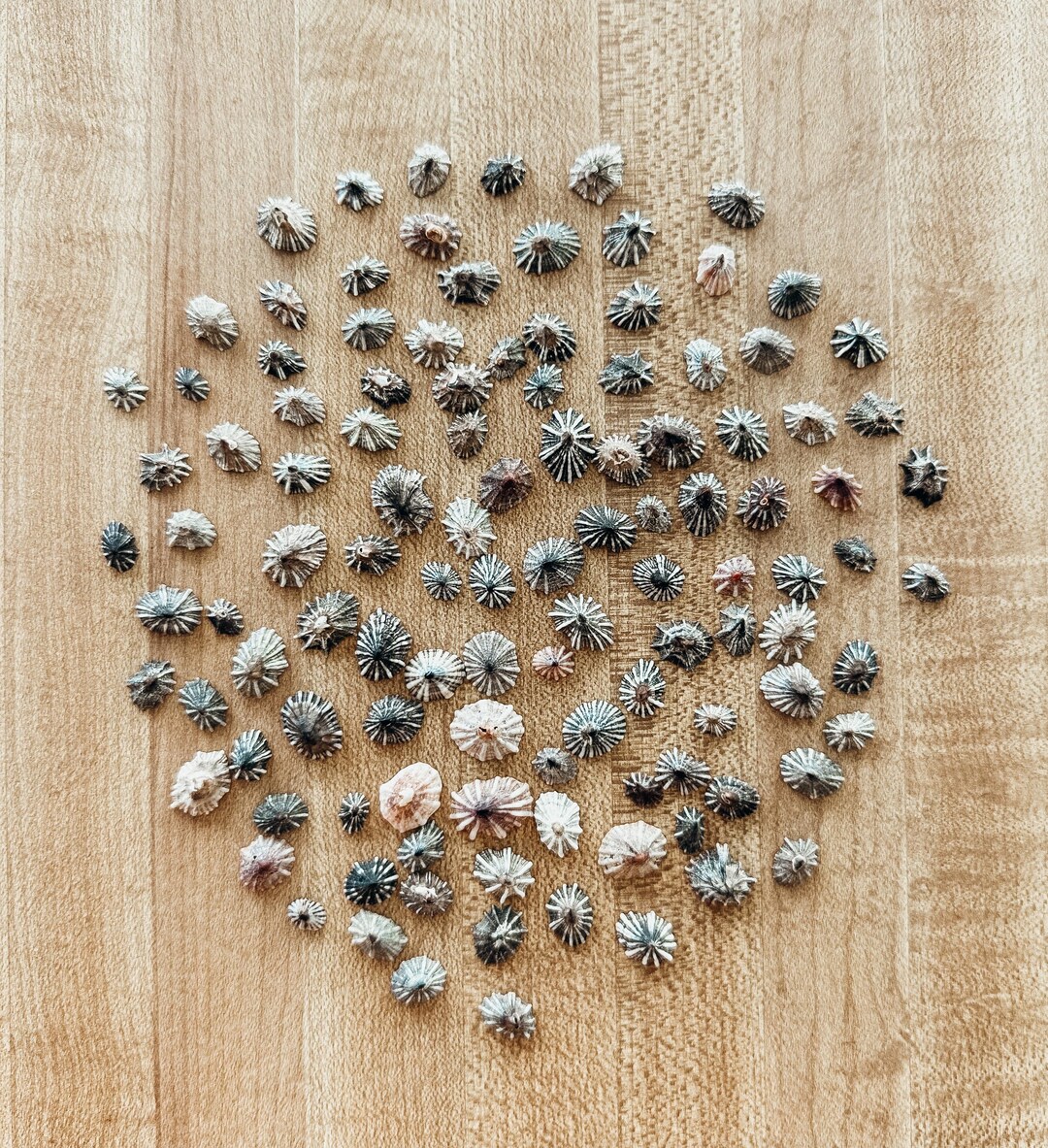 50 Mini Hawaiian Opihi Shells - False Opihi Limpet Seashells for Crafts ...