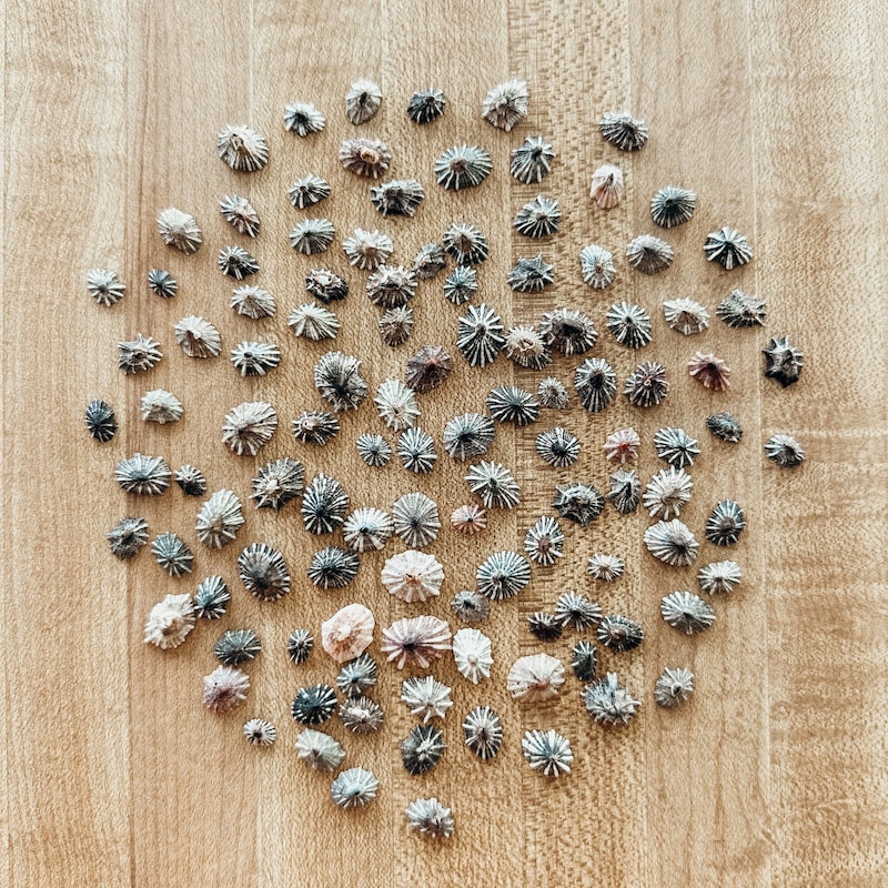 Mimi Sea Shells Big Island - Etsy Canada