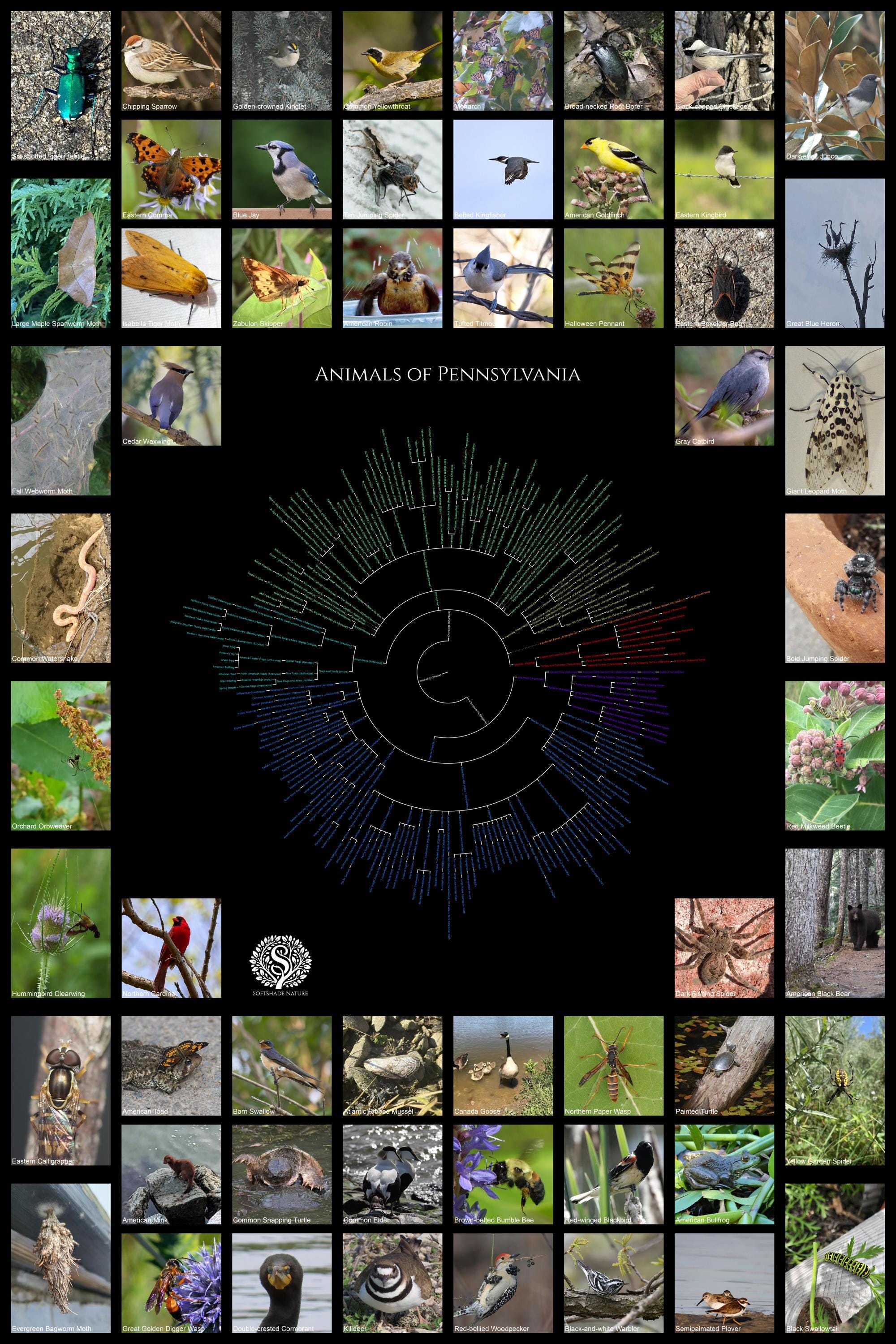 Taxonomic Chart Nature Poster - Etsy