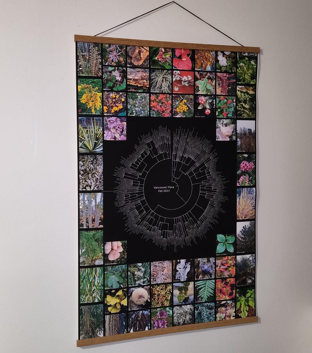 Taxonomic Chart Nature Poster - Etsy