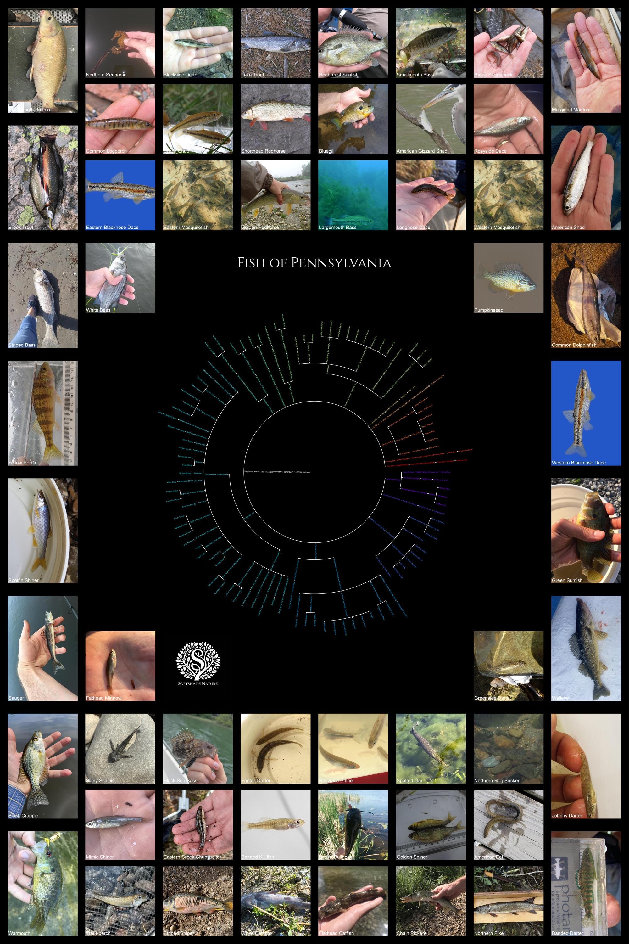 Taxonomic Chart Nature Poster - Etsy