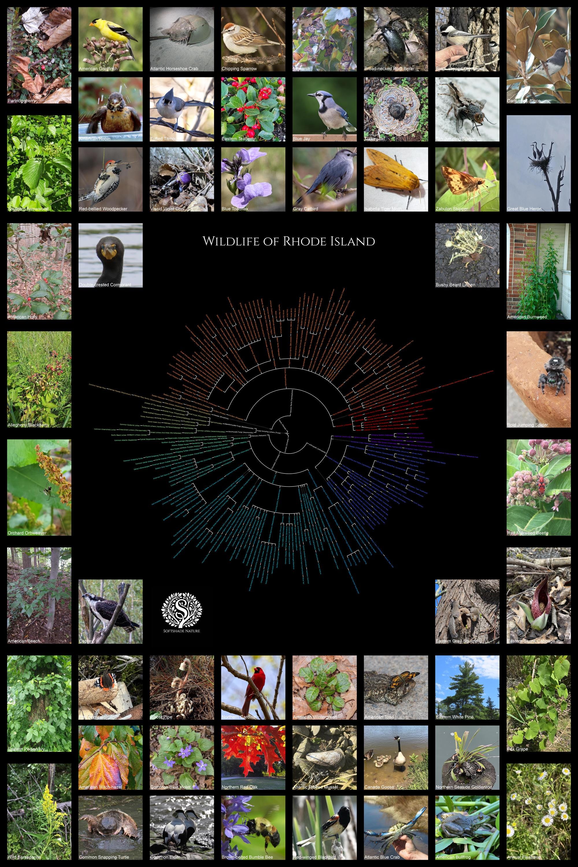 Taxonomic Chart Nature Poster - Etsy