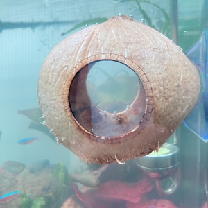 Natural Coconut Shell Fish Cave, Ideal for Betta, Cave Coconut Shell ...