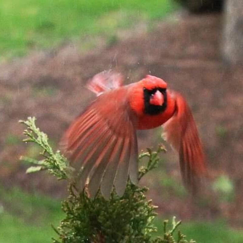 Cardinal in Flight - Etsy