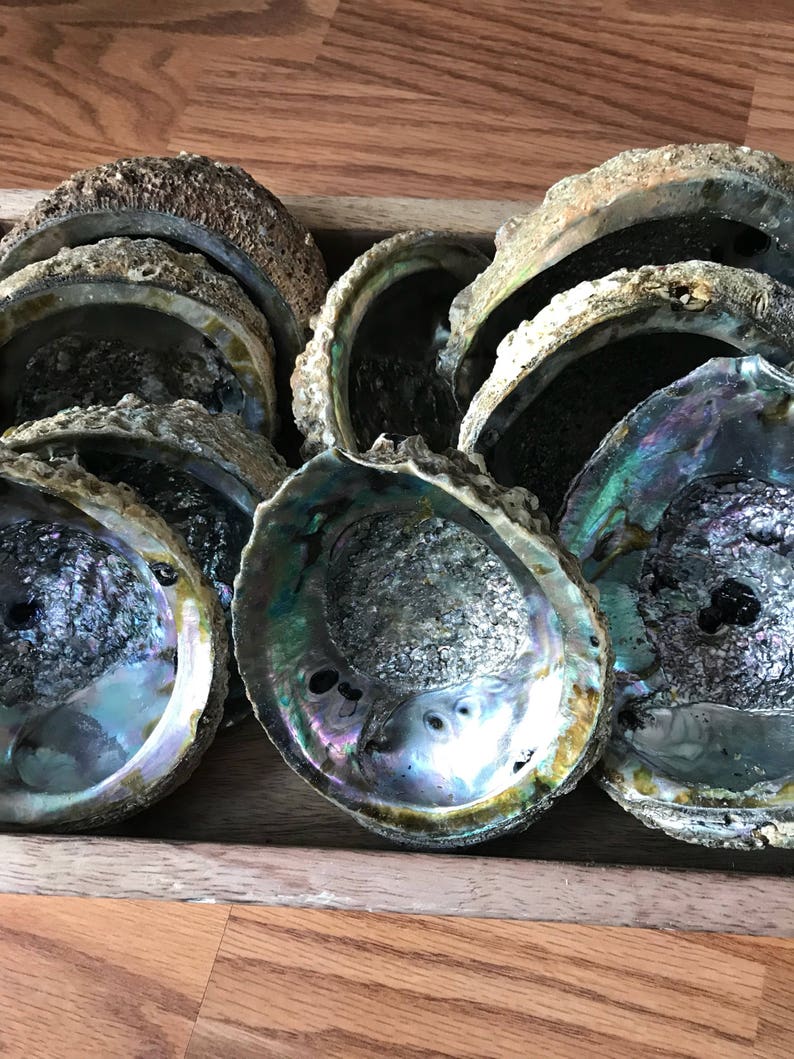 Large Abalone Shell Natural 4-5 Inches Wide Smudge Decor - Etsy