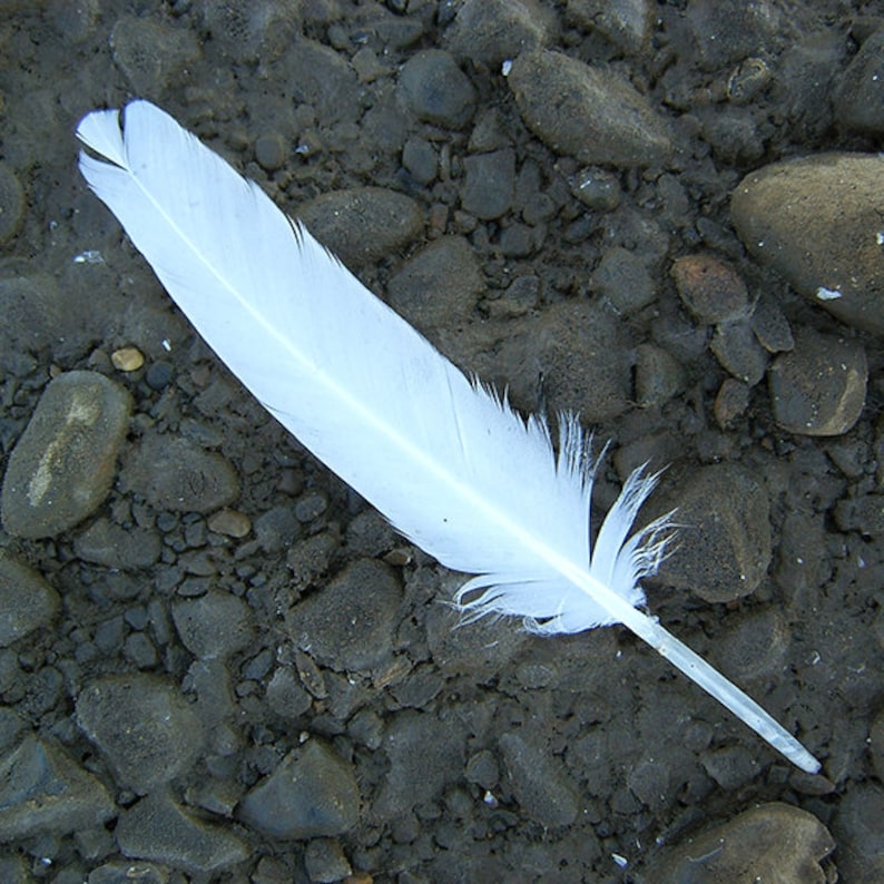 SWAN FEATHER WAND Grace and Beauty Sacred Talking Feather - Etsy