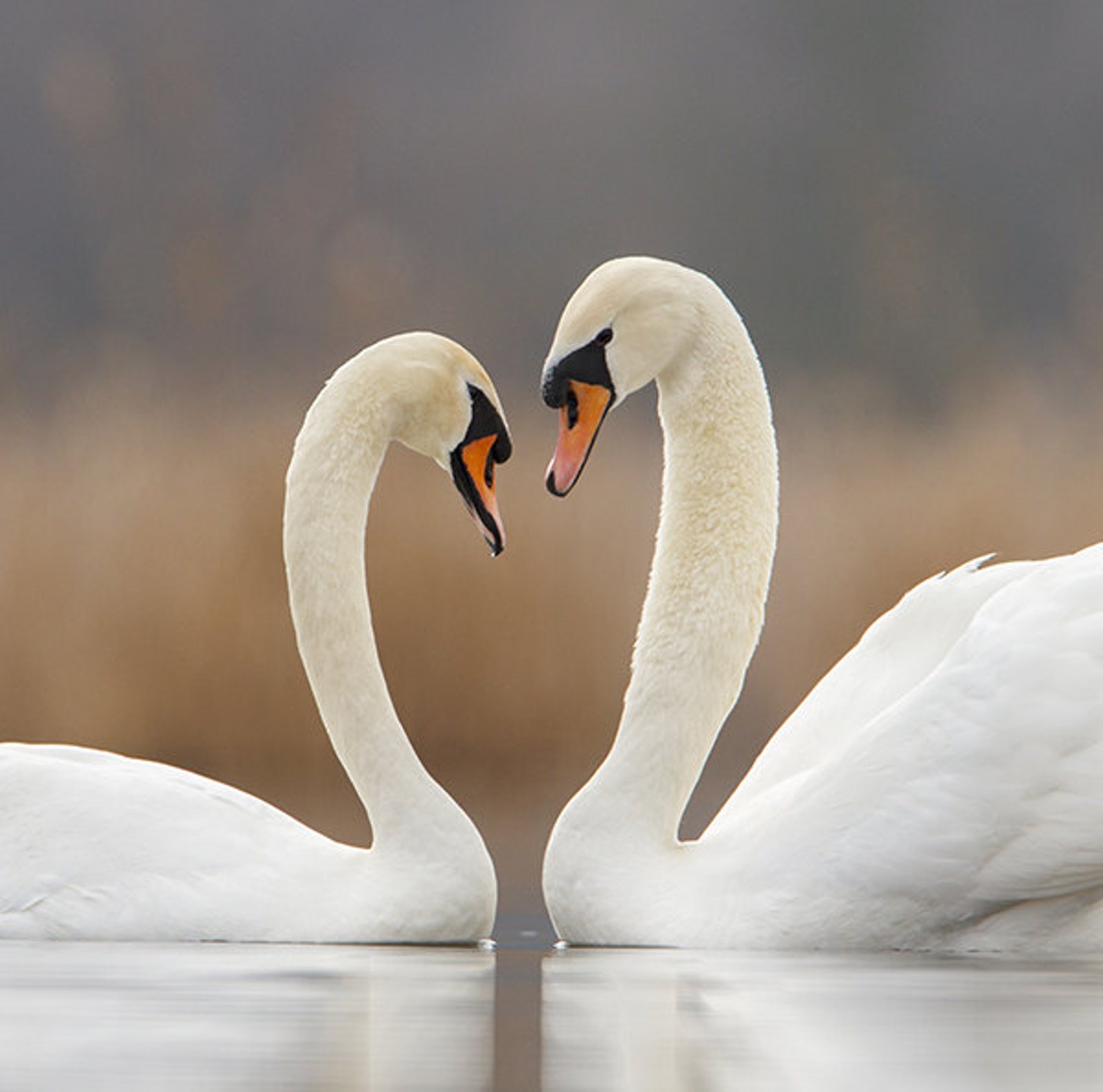 SWAN FEATHER WAND Grace and Beauty Sacred Talking Feather - Etsy