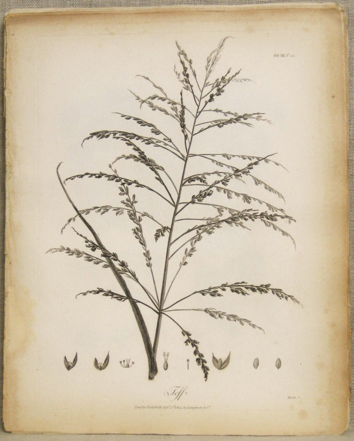 Antique Botanical Longman Engraving, Book Plate, Telp, Plant, Heath ...