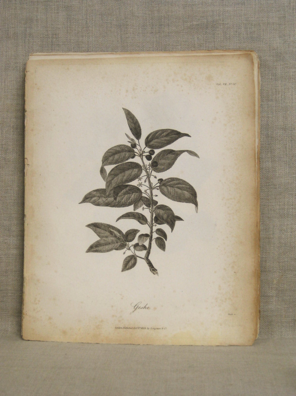 Antique Botanical Book Plate, Longman Engraving, Plant, Heath, Africa ...