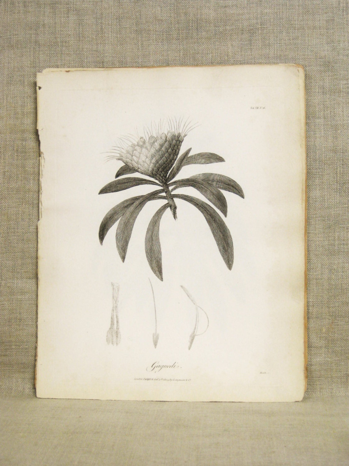 Antique Botanical Book Plate Engraving, Protea, Flower, Gaguedi, Plant ...