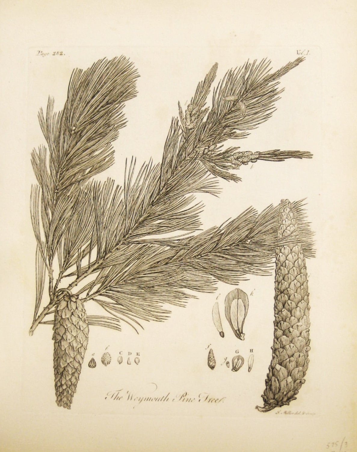 Antique Botanical Book Plate Engraving, Weymouth Pine Tree, Miller ...
