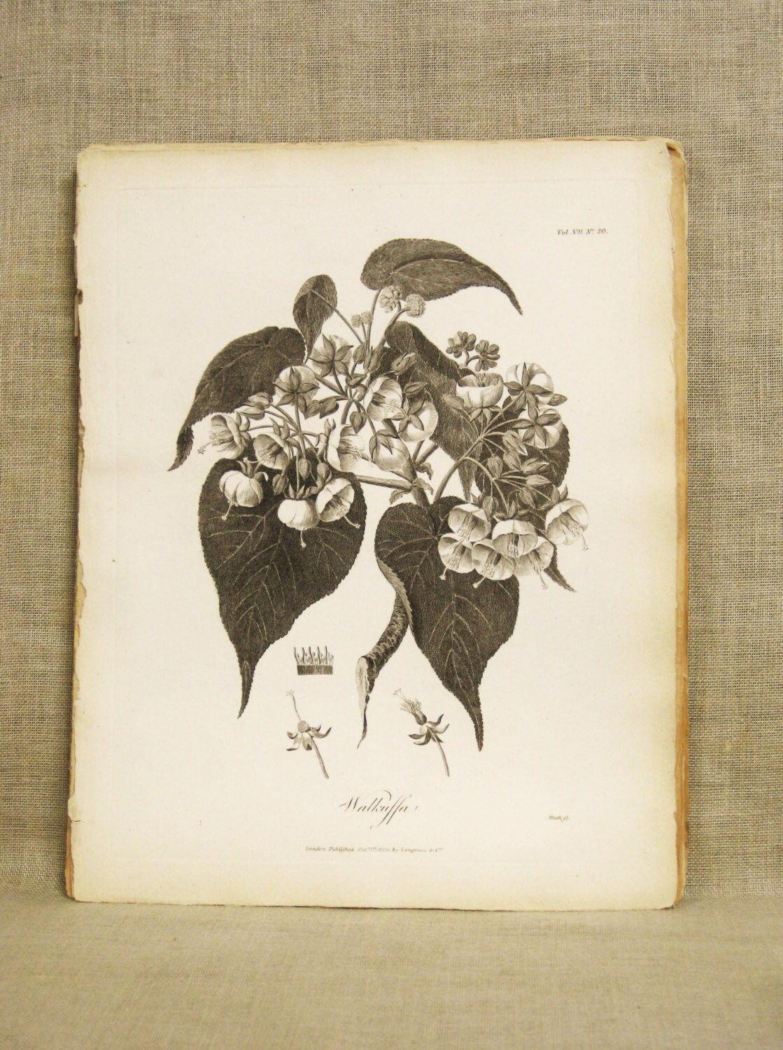 Antique Botanical Book Plate Engraving, Walkuffa, Flowering Plant ...
