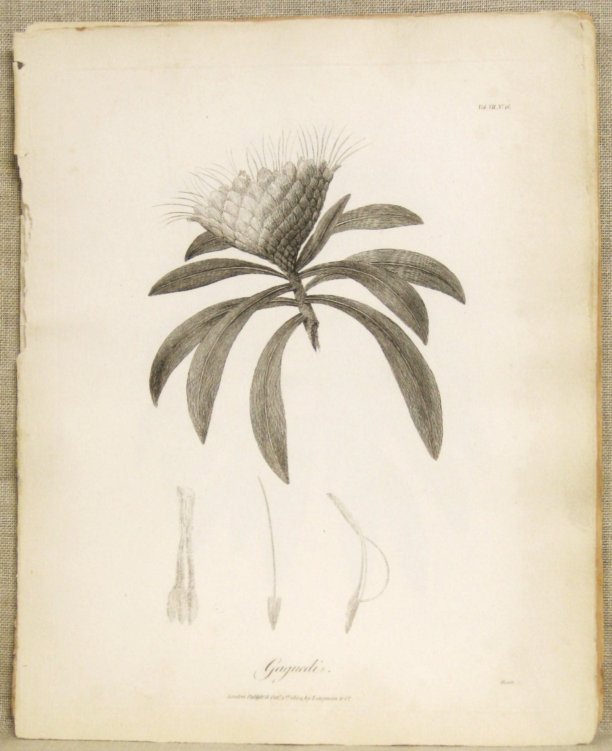 Antique Botanical Book Plate Engraving, Protea, Flower, Gaguedi, Plant ...