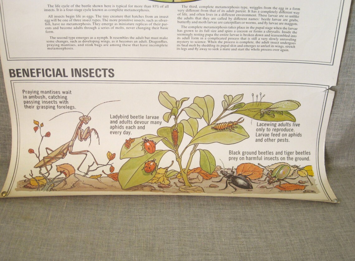 Vintage Biology Science Poster Educational Insect Life | Etsy