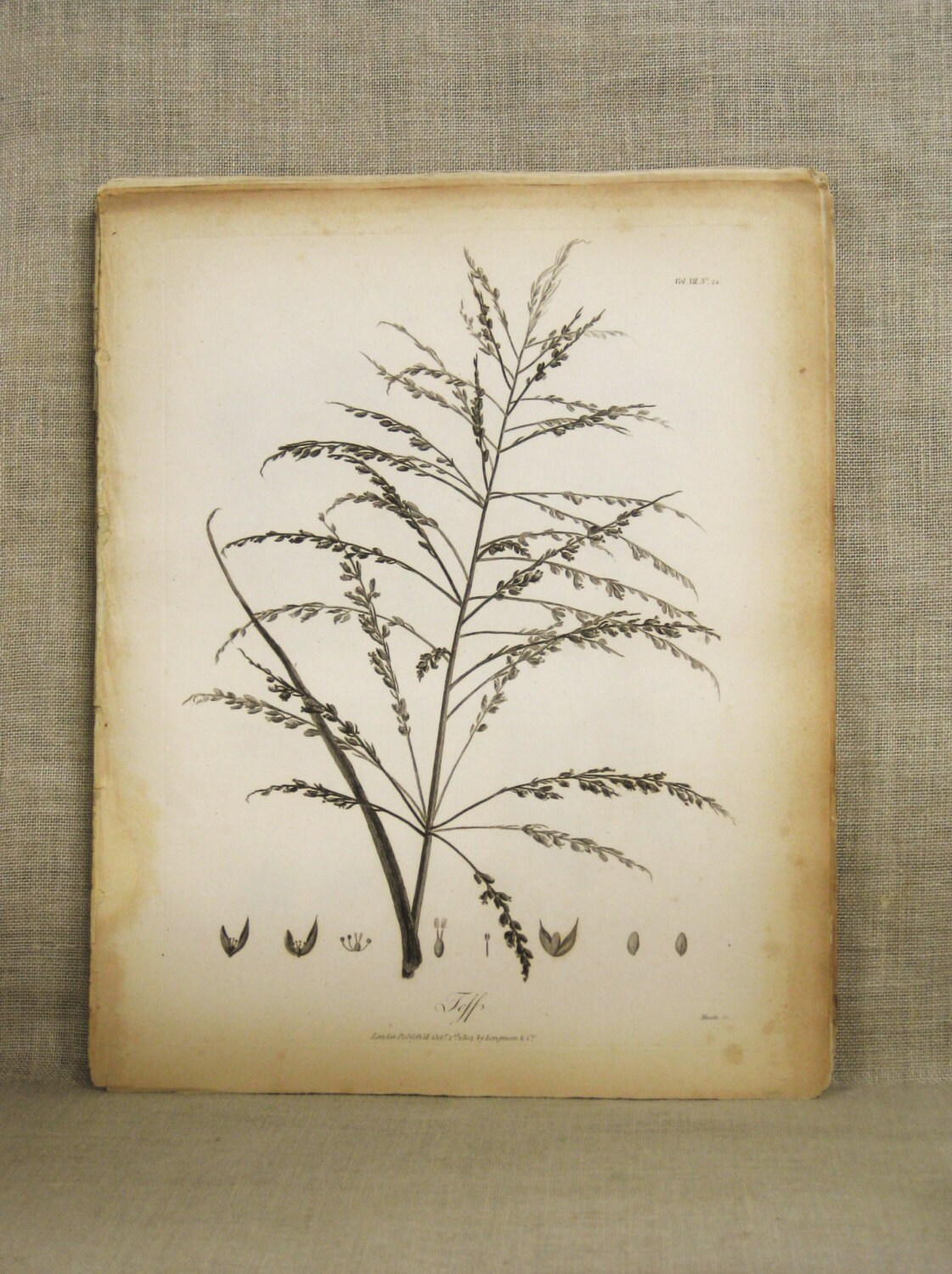 Antique Botanical Longman Engraving, Book Plate, Telp, Plant, Heath ...