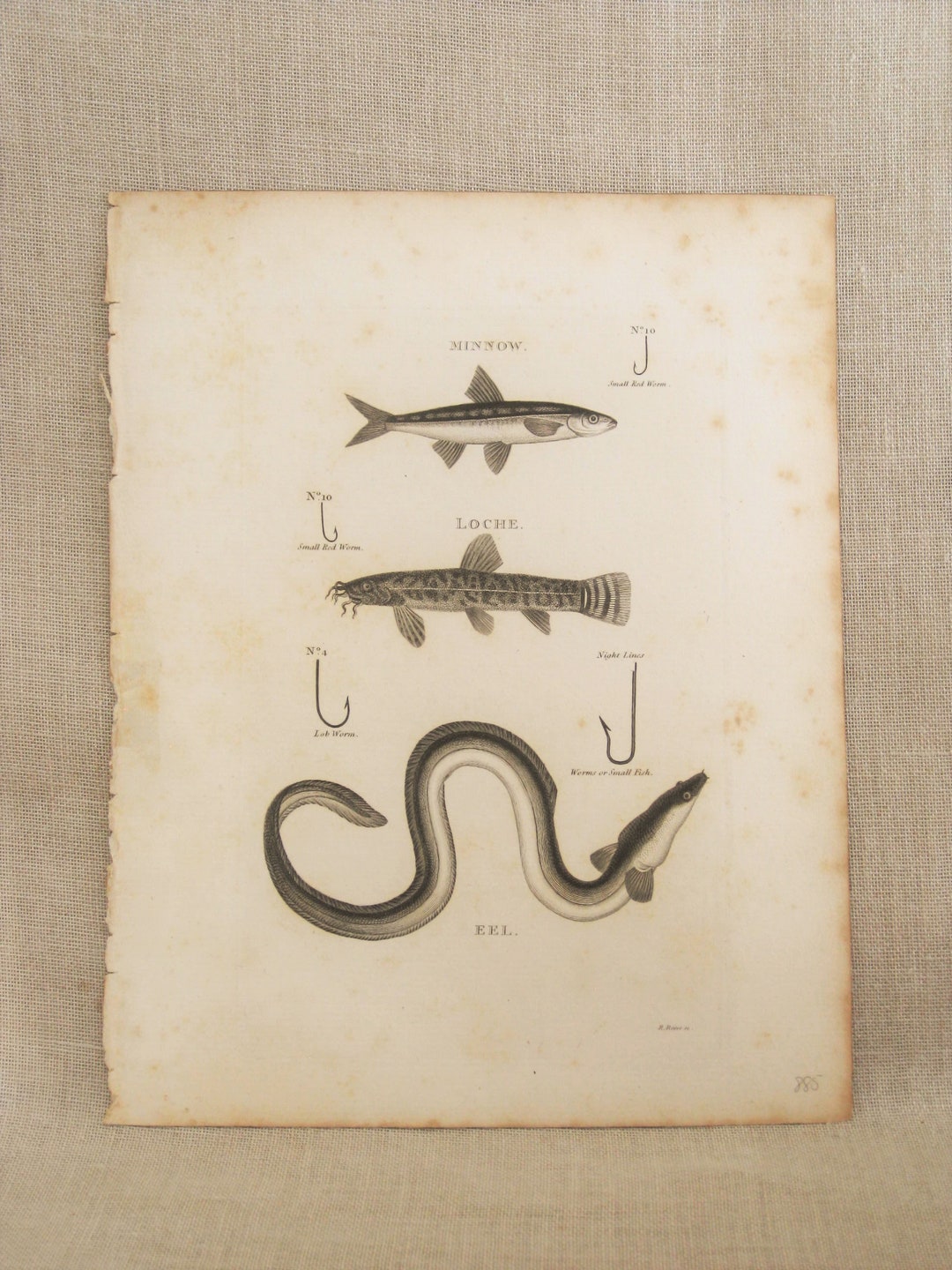 Vintage Fish Engraving R. Reeve Antique Original 19th - Etsy