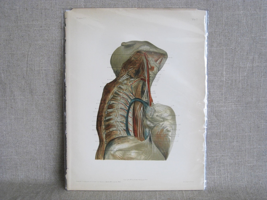 Antique Medical Illustration Book Plate, Mcclellan Anatomical Vintage ...