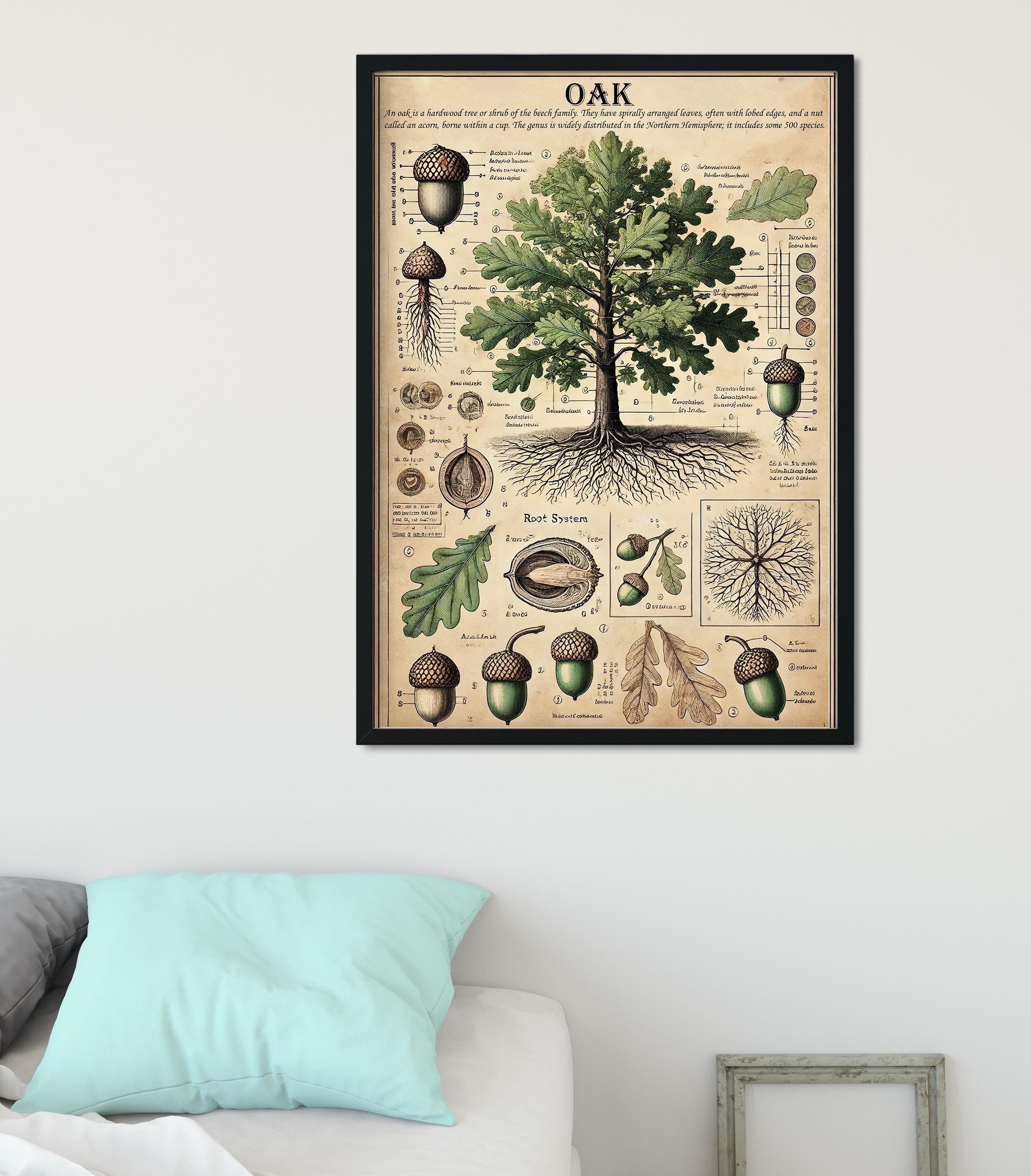 Oak Tree Anatomy Poster, Original Drawing, Botanical Art Print, Plants ...
