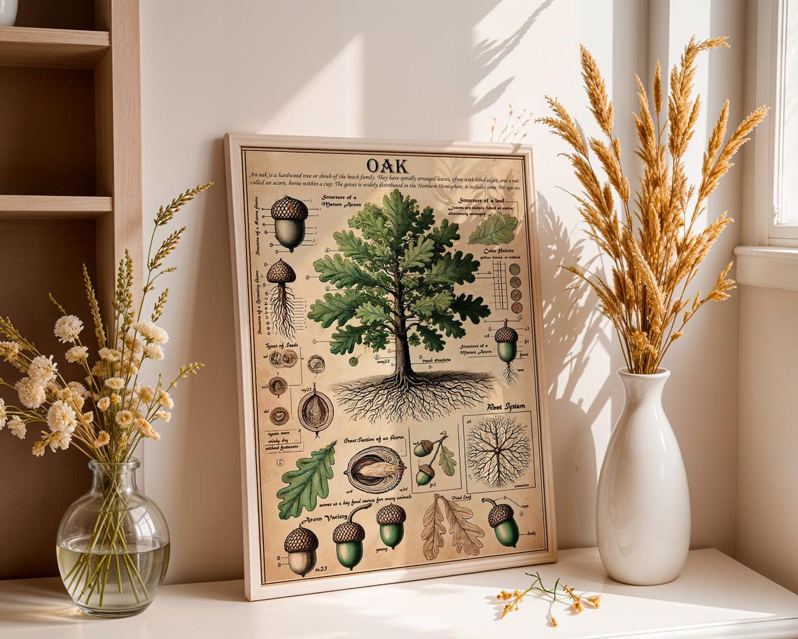 Oak Tree Anatomy Poster, Plant Illustration, Botanical Art Print ...