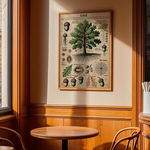 Oak Tree Anatomy Poster, Plant Illustration, Botanical Art Print ...