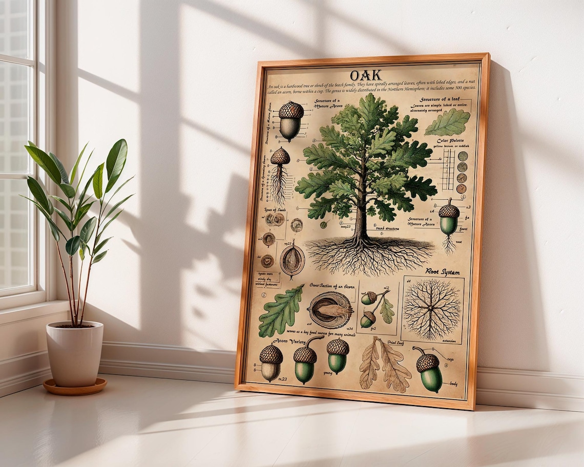 Oak Tree Anatomy Poster, Plant Illustration, Botanical Art Print ...
