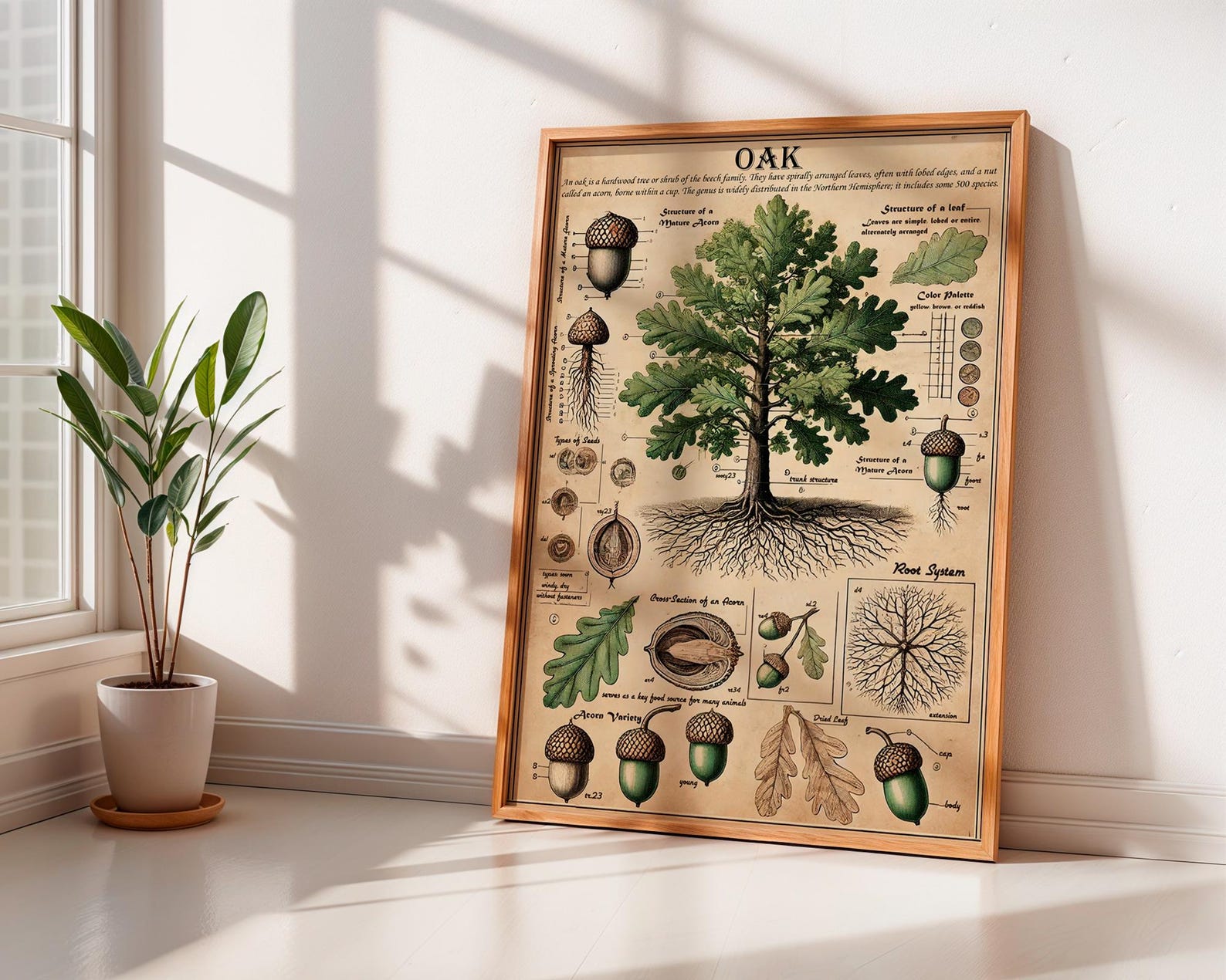 Oak Tree Anatomy Poster, Plant Illustration, Botanical Art Print ...