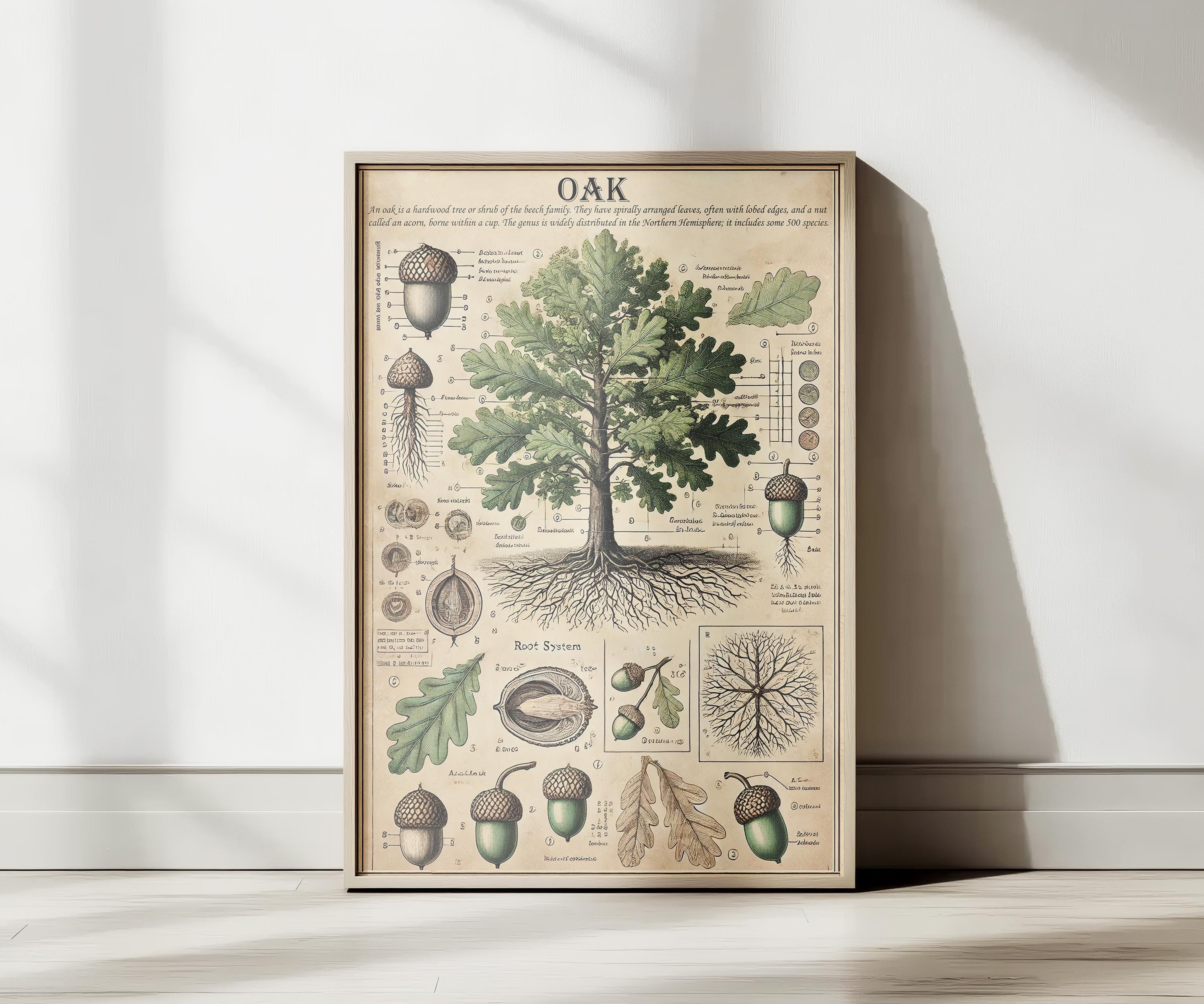 Oak Tree Anatomy Poster, Original Drawing, Botanical Art Print, Plants ...