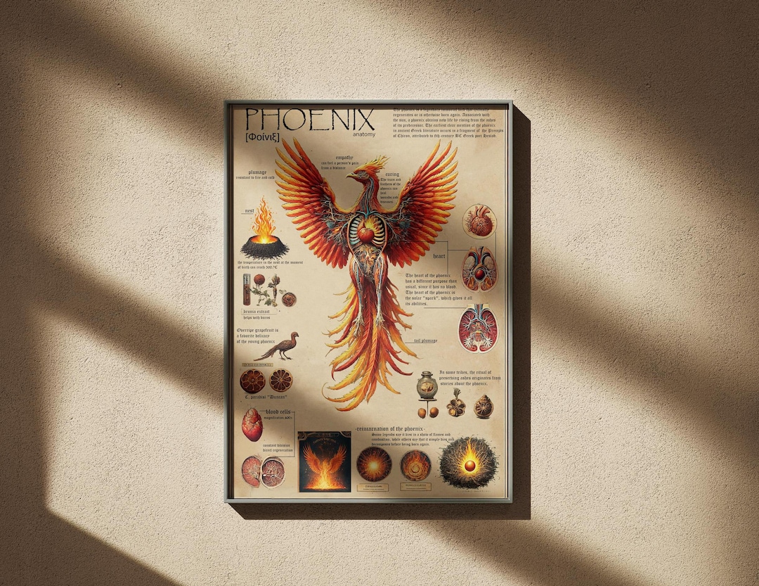 Phoenix Anatomy, Original Drawing, Fantasy Art Print, Medieval Mythical ...