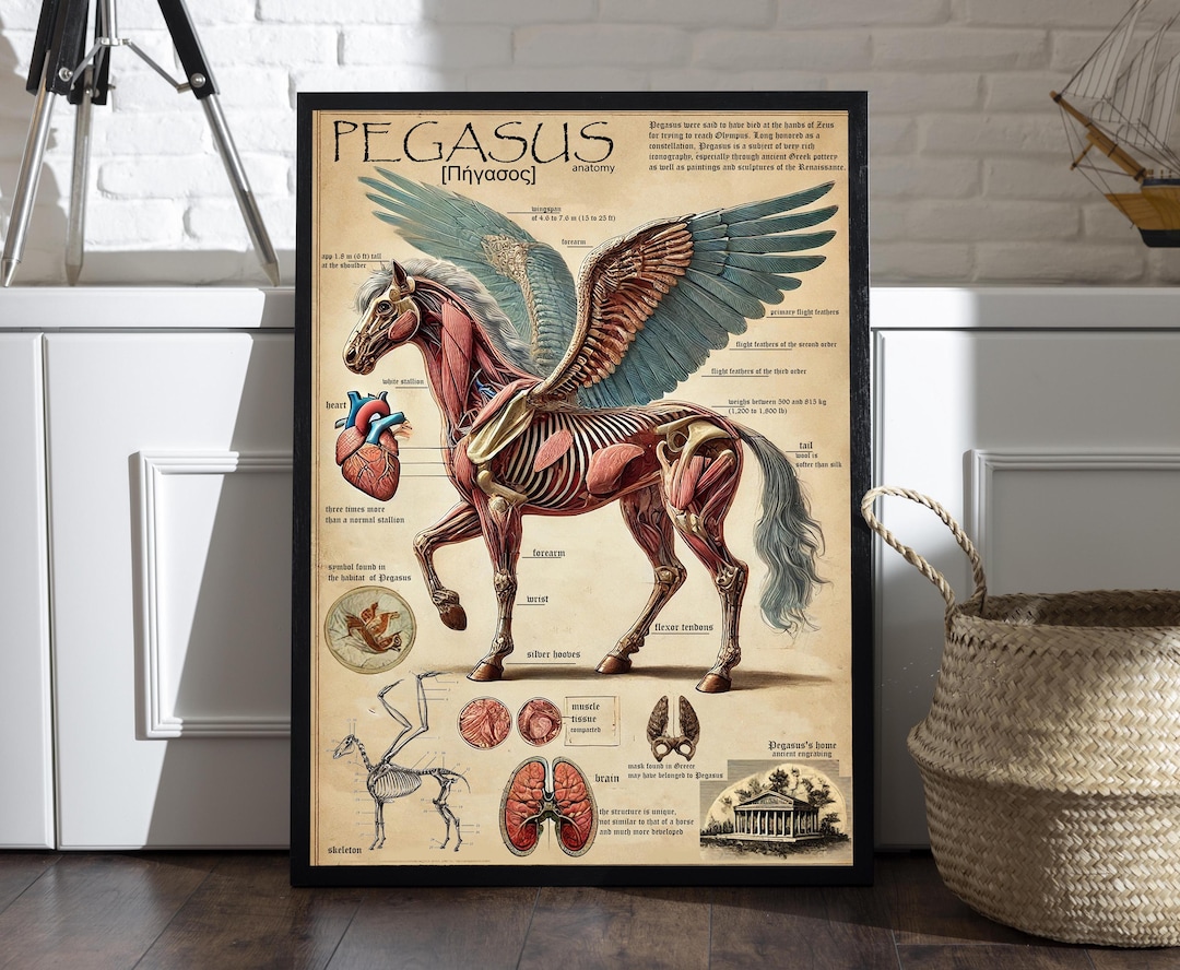 Pegasus Anatomy, Original Drawing, Fantasy Art Print, Medieval Mythical ...