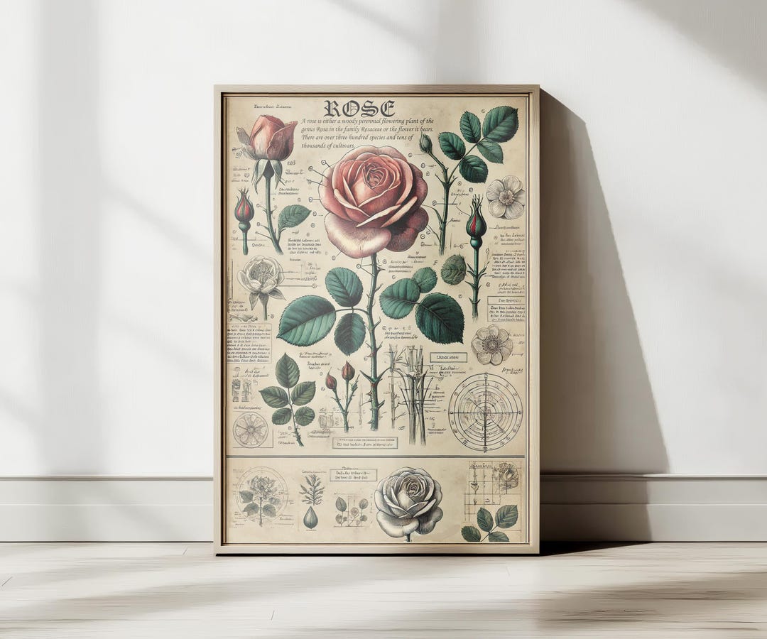 Rose Anatomy Poster, Original Drawing, Botanical Art Print, Flowers ...
