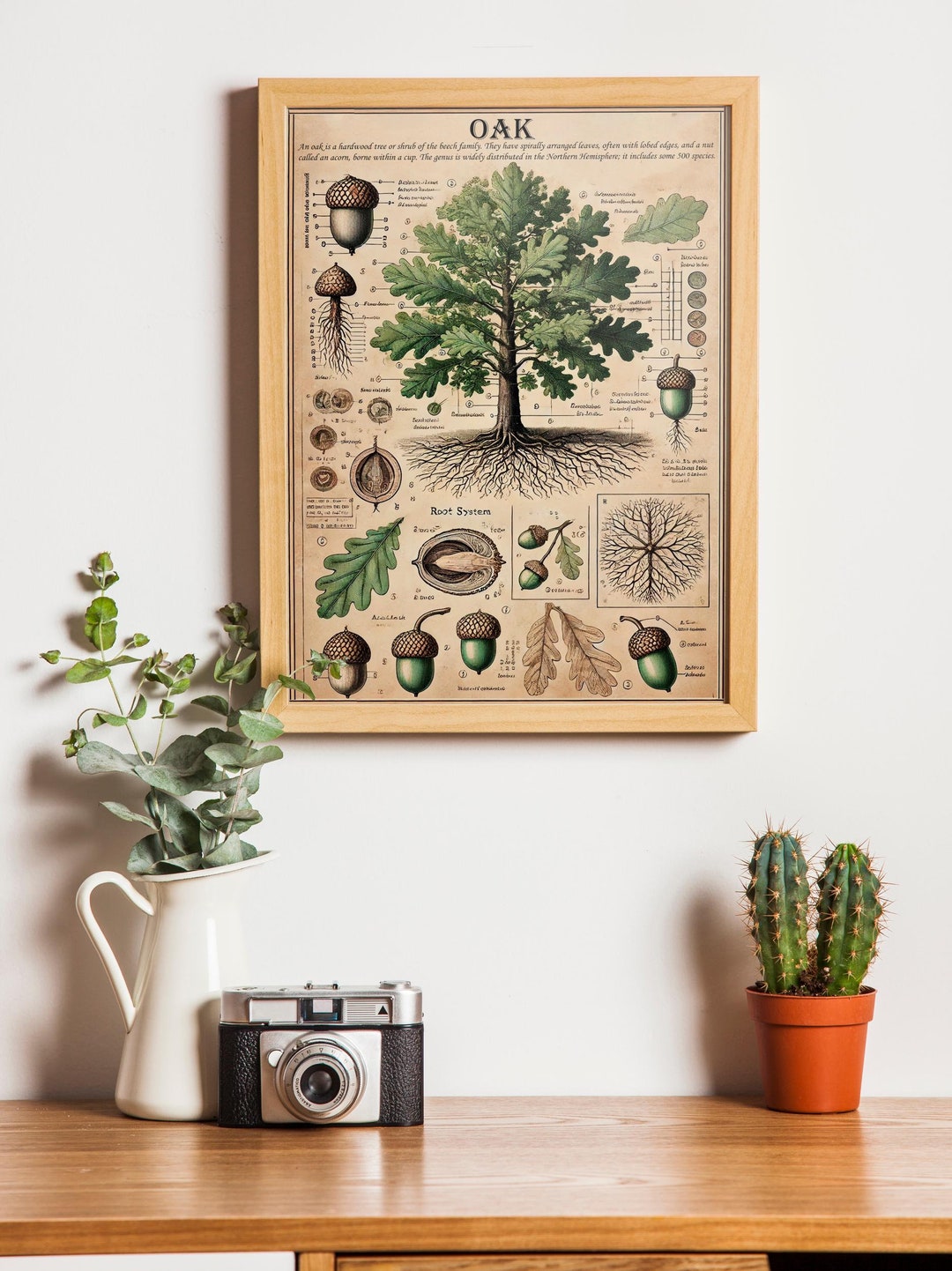Oak Tree Anatomy Poster, Original Drawing, Botanical Art Print, Plants ...