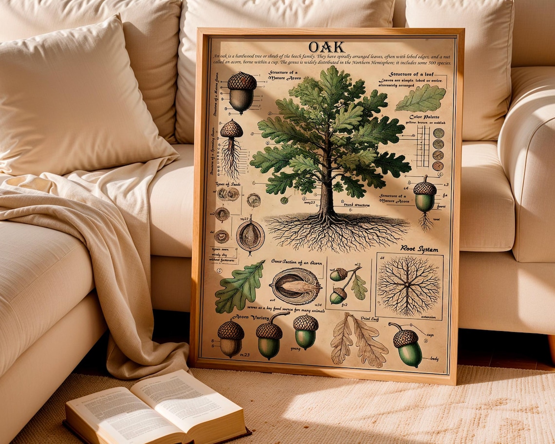 Oak Tree Anatomy Poster, Plant Illustration, Botanical Art Print ...