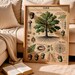 Oak Tree Anatomy Poster, Plant Illustration, Botanical Art Print ...