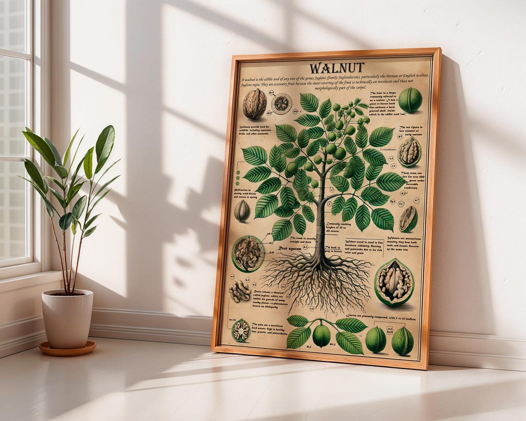 Walnut Tree Anatomy Poster, Vintage Botanical Art Print - Etsy