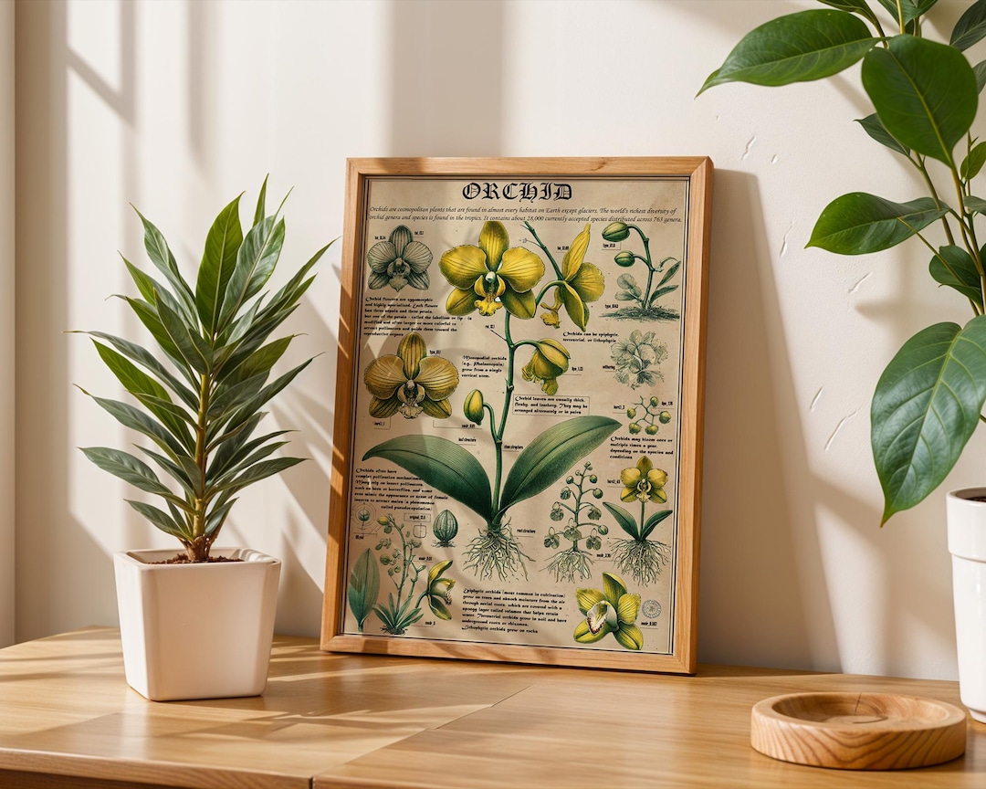 Orchid Anatomy Poster, Original Drawing, Botanical Art, Flowers Wall ...