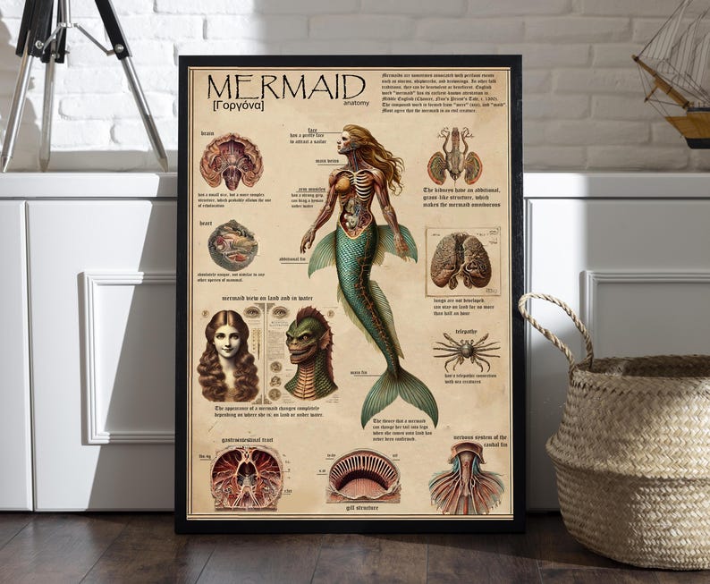 Mermaid Anatomy, Original Drawing, Fantasy Art Print, Medieval Mythical ...