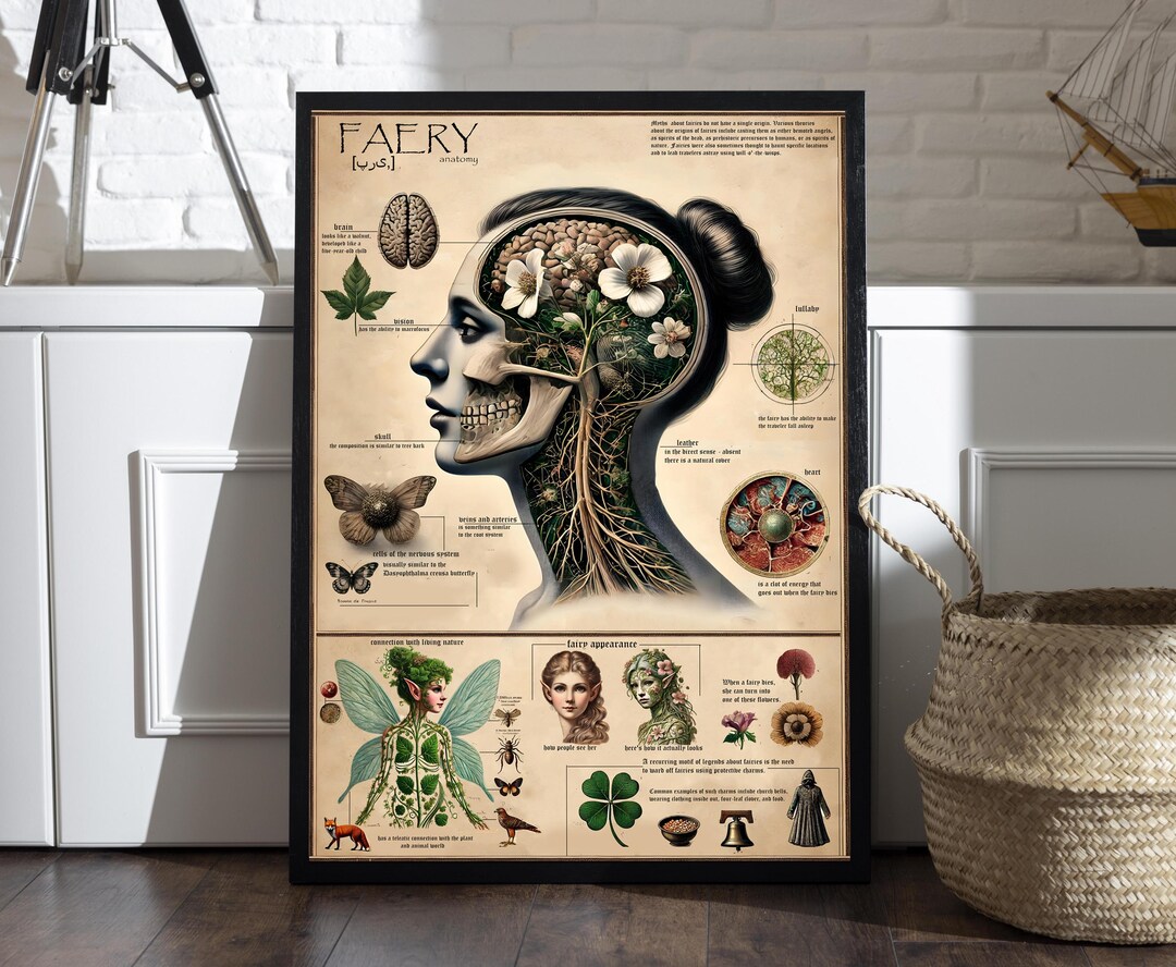 Fairy Anatomy Art Print: Medieval Mythical Creature Illustration - Etsy
