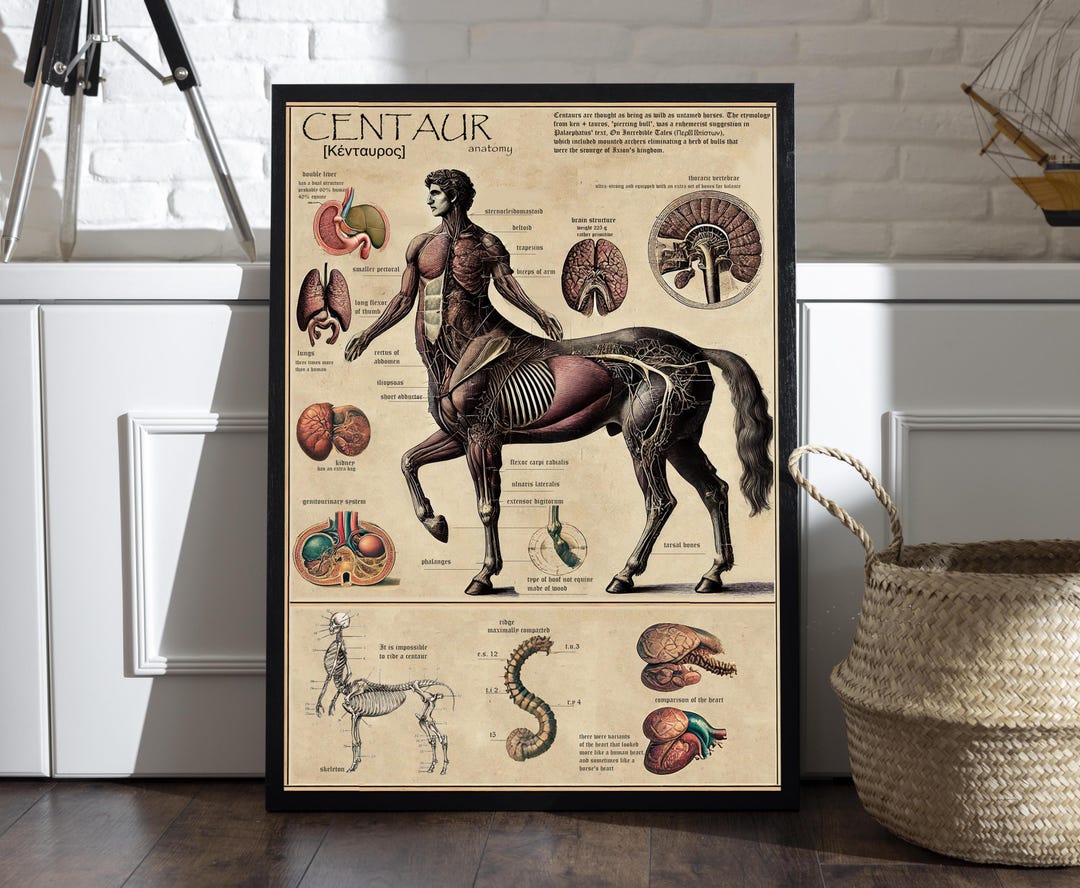 Centaur Anatomy, Original Drawing, Fantasy Art Print, Medieval Mythical ...